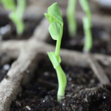 How Does SOCO® Hydrogel Improve Seedling Transplanting Efficiency and ...