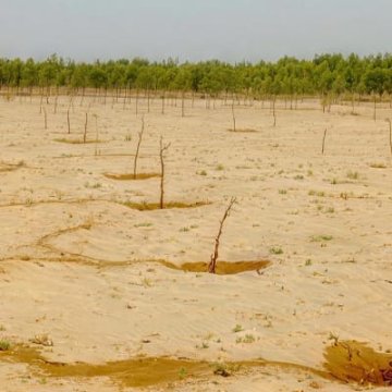 Desert Planting
